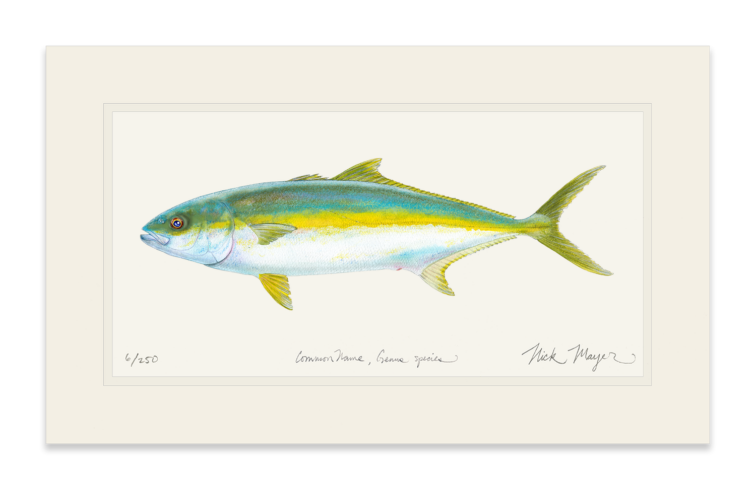 Dive into the beauty of Yellowtail fish