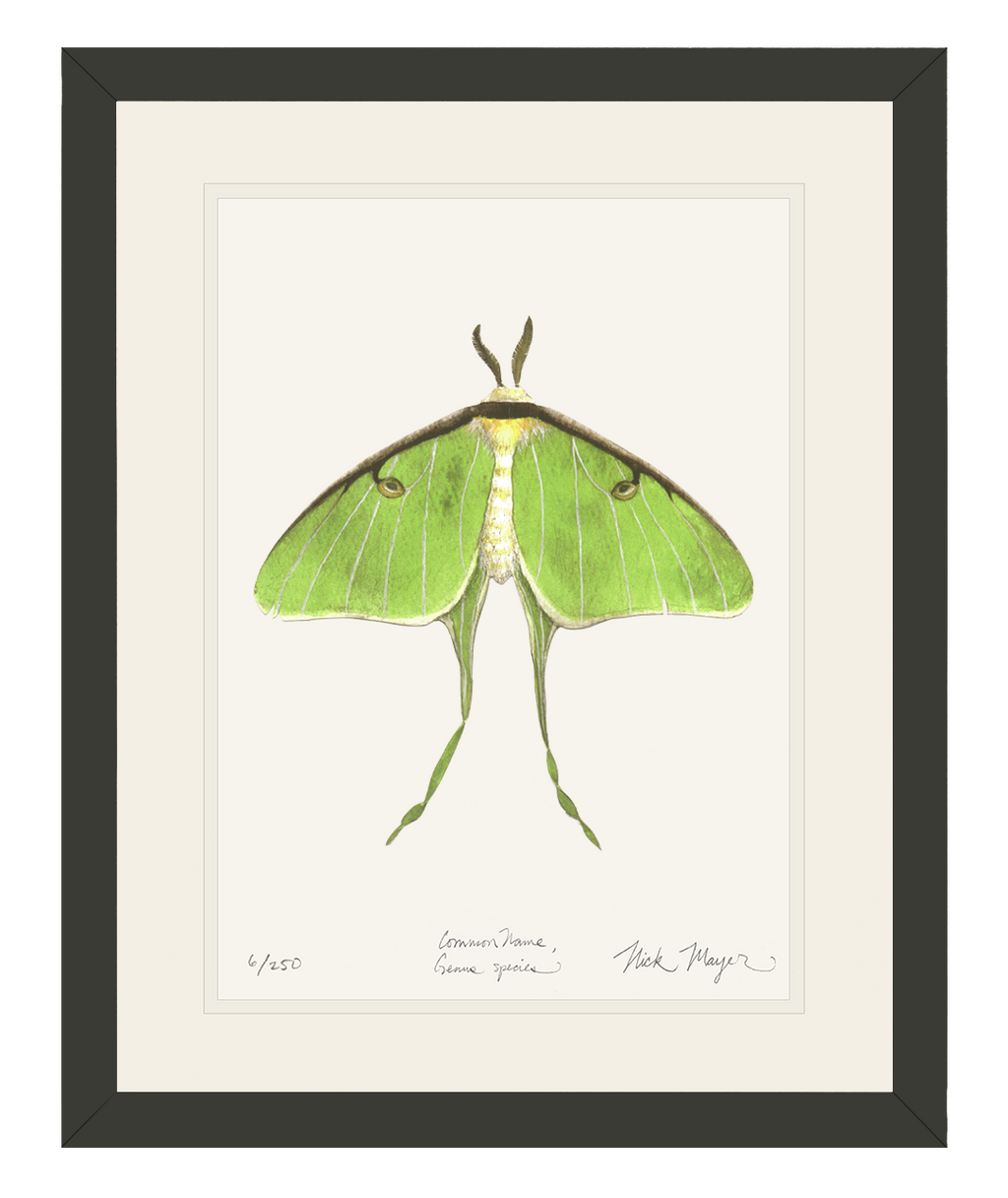 Enchanted Luna Moth Print: Rare & Captivating Nocturnal Beauty