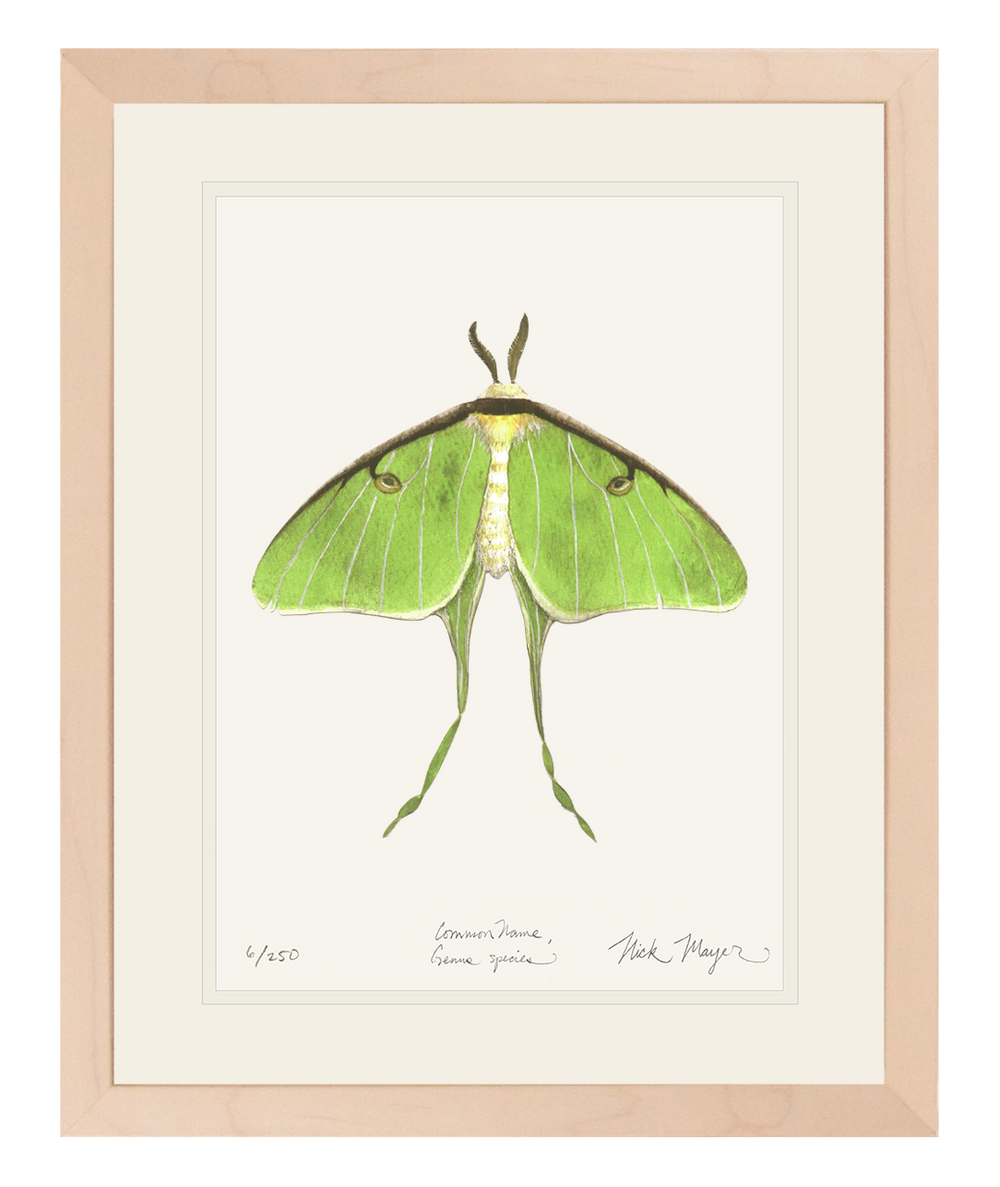 Enchanted Luna Moth Print: Rare & Captivating Nocturnal Beauty