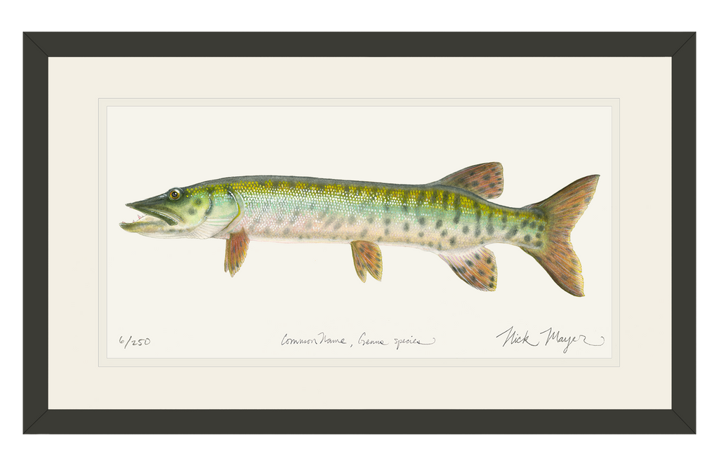 Baby Muskie Print by Award-Winning Artist Nick Mayer
