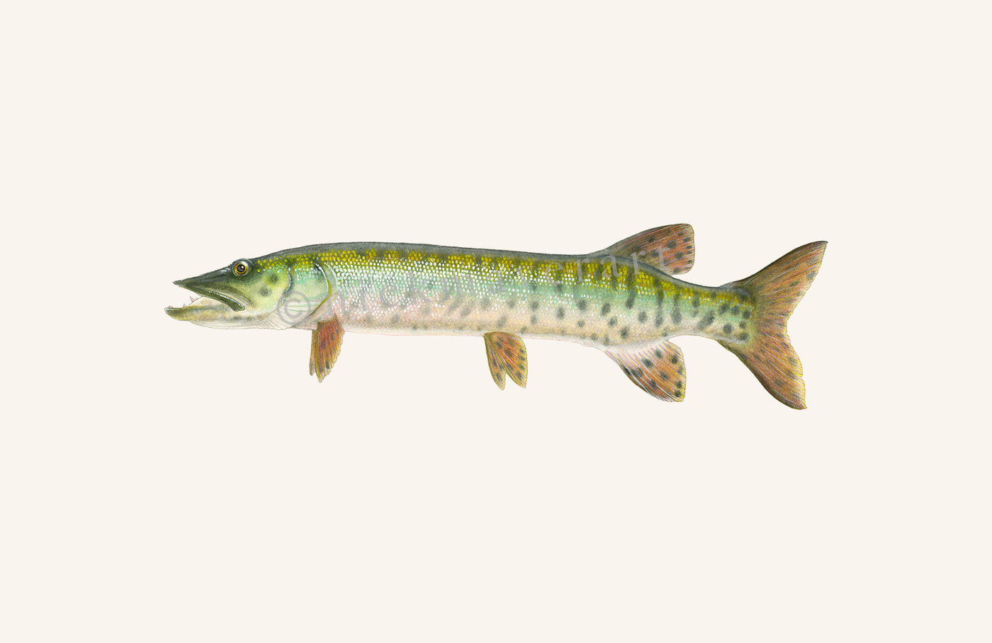 Baby Muskie Print by Award-Winning Artist Nick Mayer