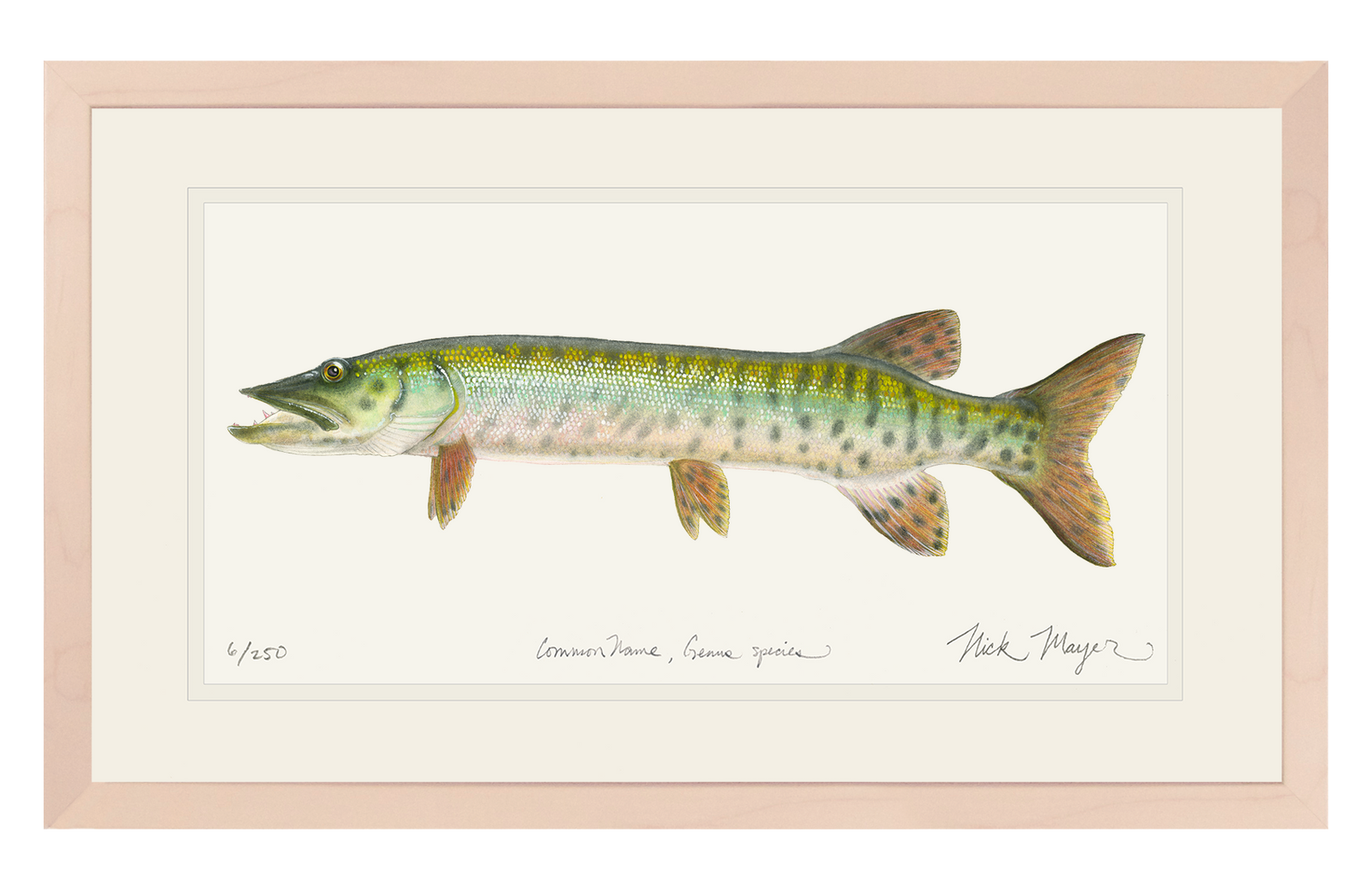Baby Muskie Print by Award-Winning Artist Nick Mayer