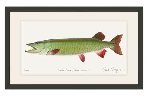 Fish Art Prints by Award Winning Artist Nick Mayer