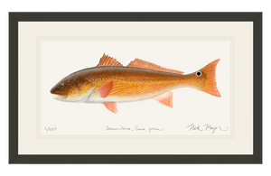Fish Art Prints by Award Winning Artist Nick Mayer