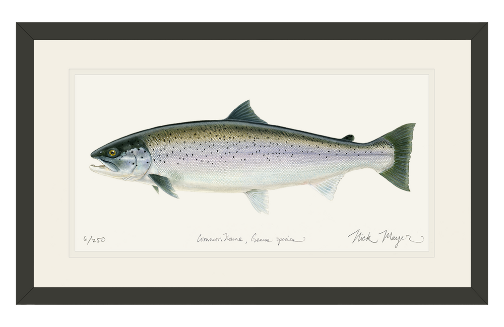 Nick Mayer Art, Fish Art Prints and Nature Illustration Gifts