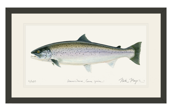 Nick Mayer Art, Fish Art Prints and Nature Illustration Gifts