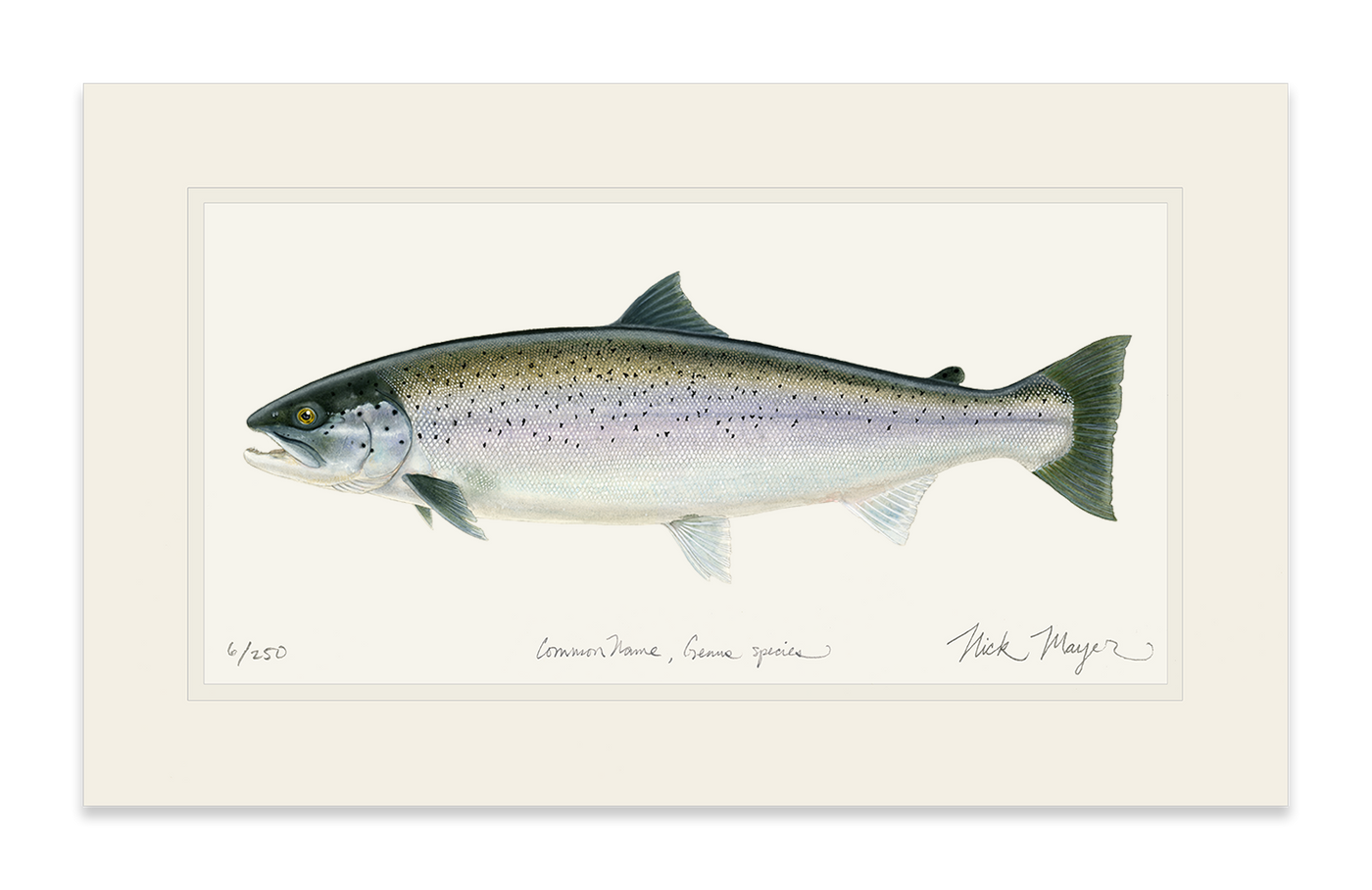 Sea Run Brown Trout Print