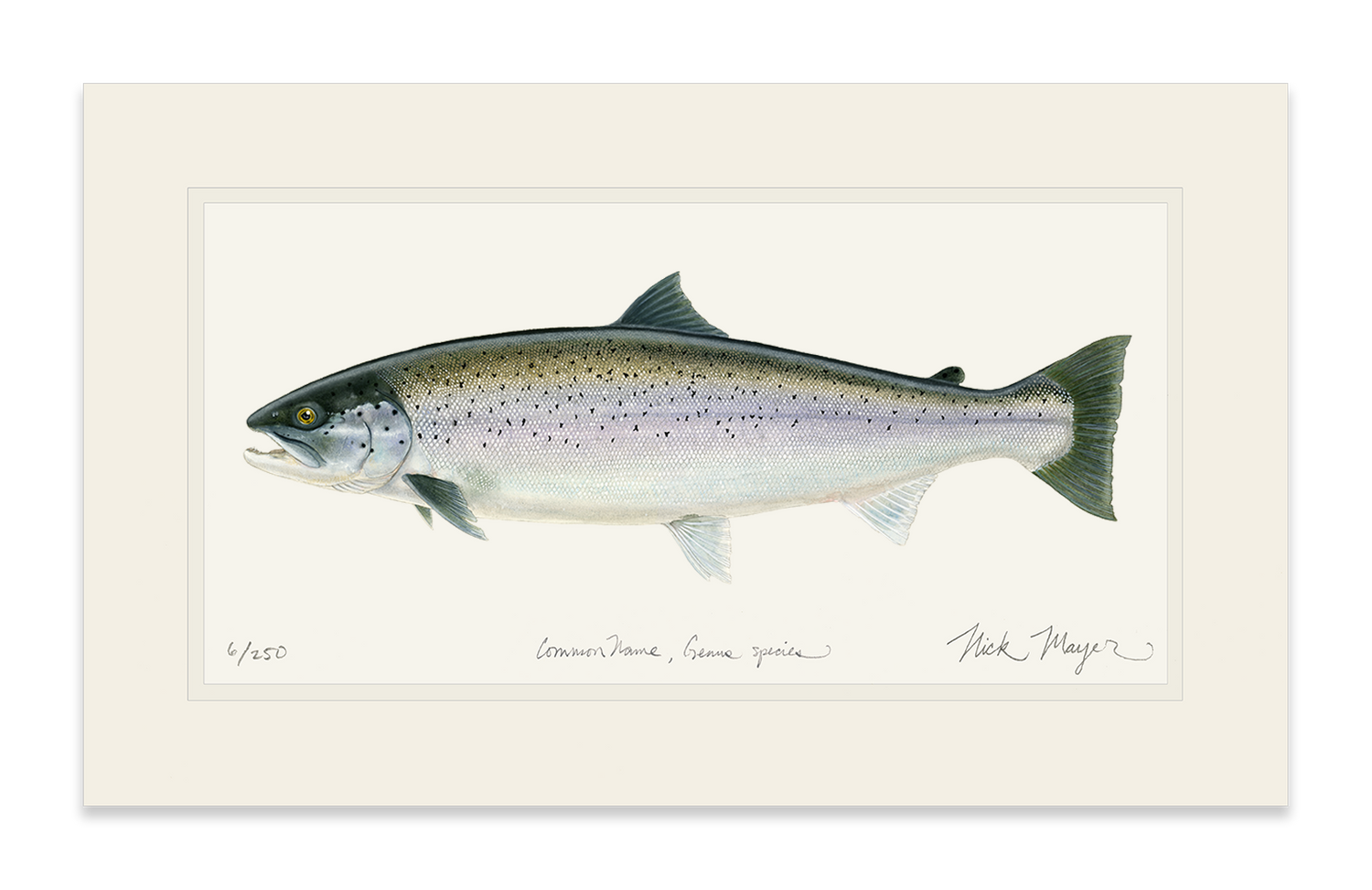 Sea Run Brown Trout Print